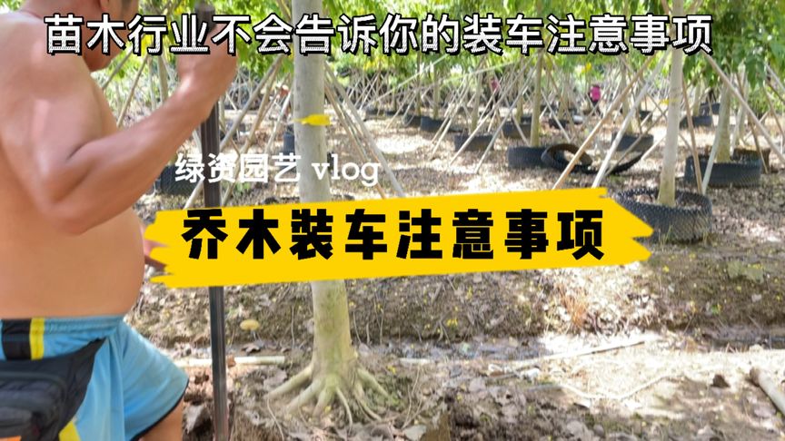 #原创视频#苗木种植注意事项#中视频#园林绿化#金牌苗木人