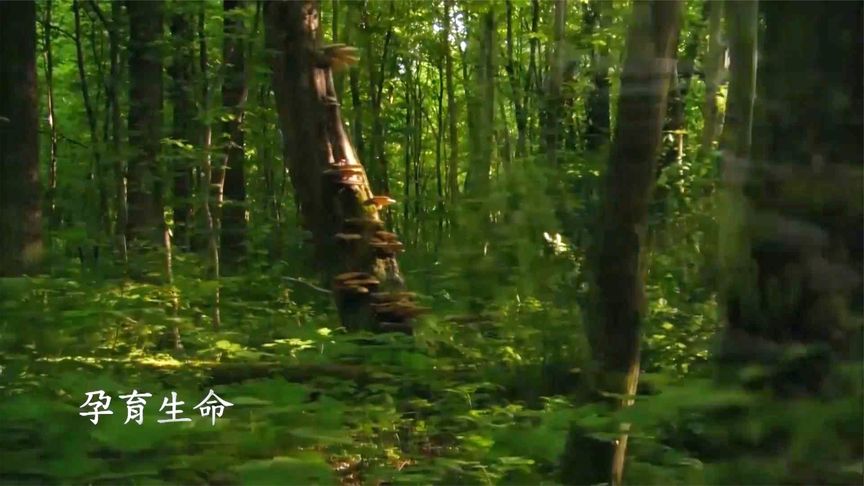 2020中国森林消防宣传片发布