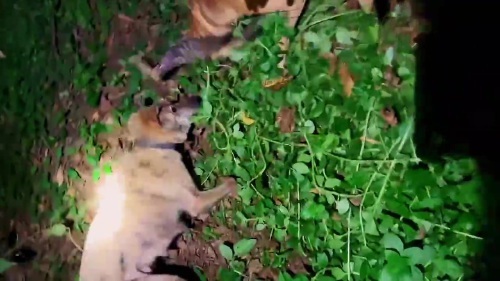 太吓人了:邻居家的狗把流浪猫咬死了!