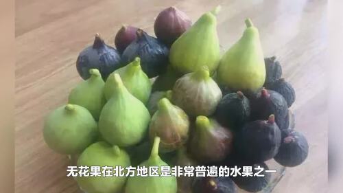 前年扦插的无花果,今年结果了,十几个果子,非常甜!