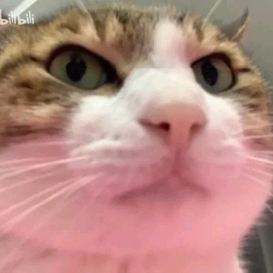 aimmmcat 