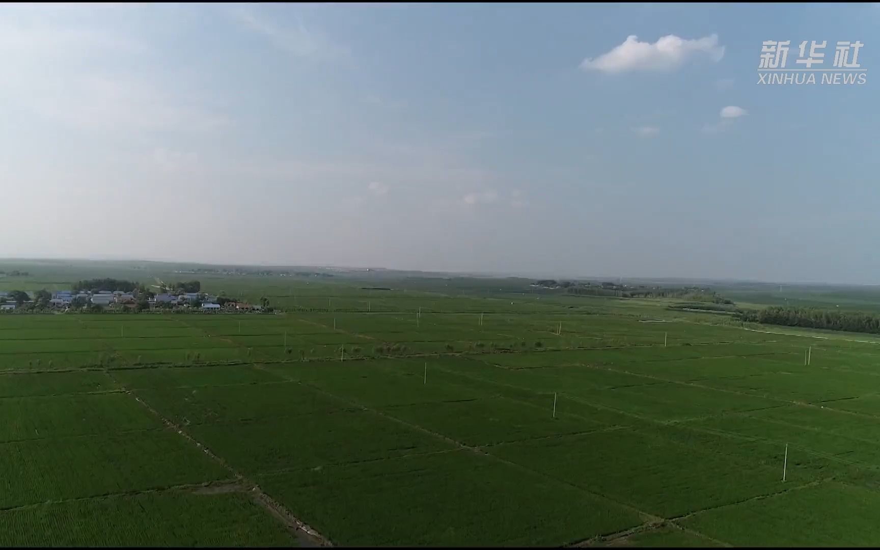 呼伦贝尔的一片稻田,“稻”出幸福来(转自新华社)