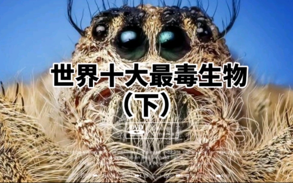谁能想到漏斗蜘蛛竟能排在世界十大最毒生物的第六名?厉害厉害