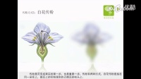 4.2.3果实是怎么形成的3
