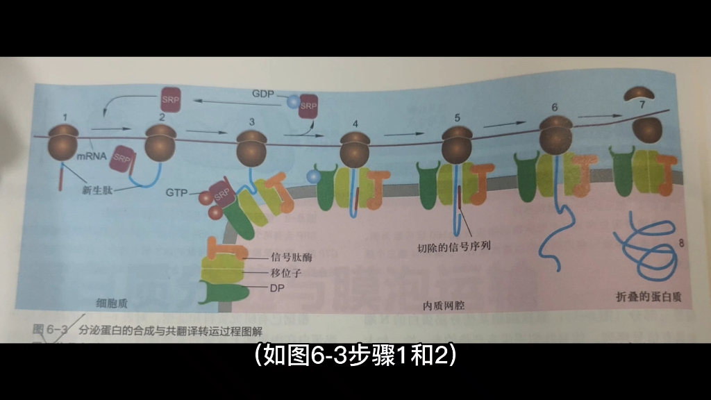 蛋白质的合成与共翻译转运过程图解