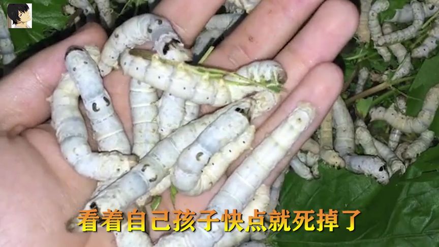 一大包几十片桑叶,一天就干完了,这堆蚕是真的能吃,养不起