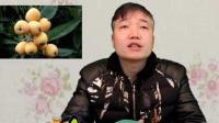 农业知识汇: 枇杷的种植, 特别好用的, 值得分享
