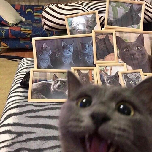 月亮每天坐雪橇 