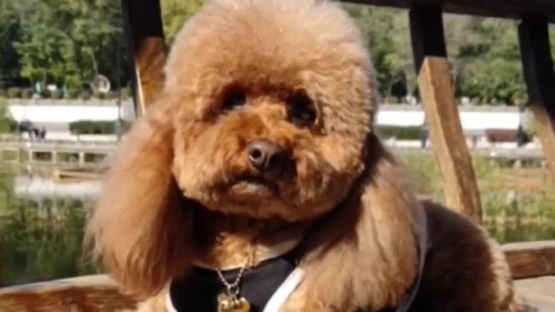 看来不是萌娃,原来狗狗也是一样,真是太搞笑了