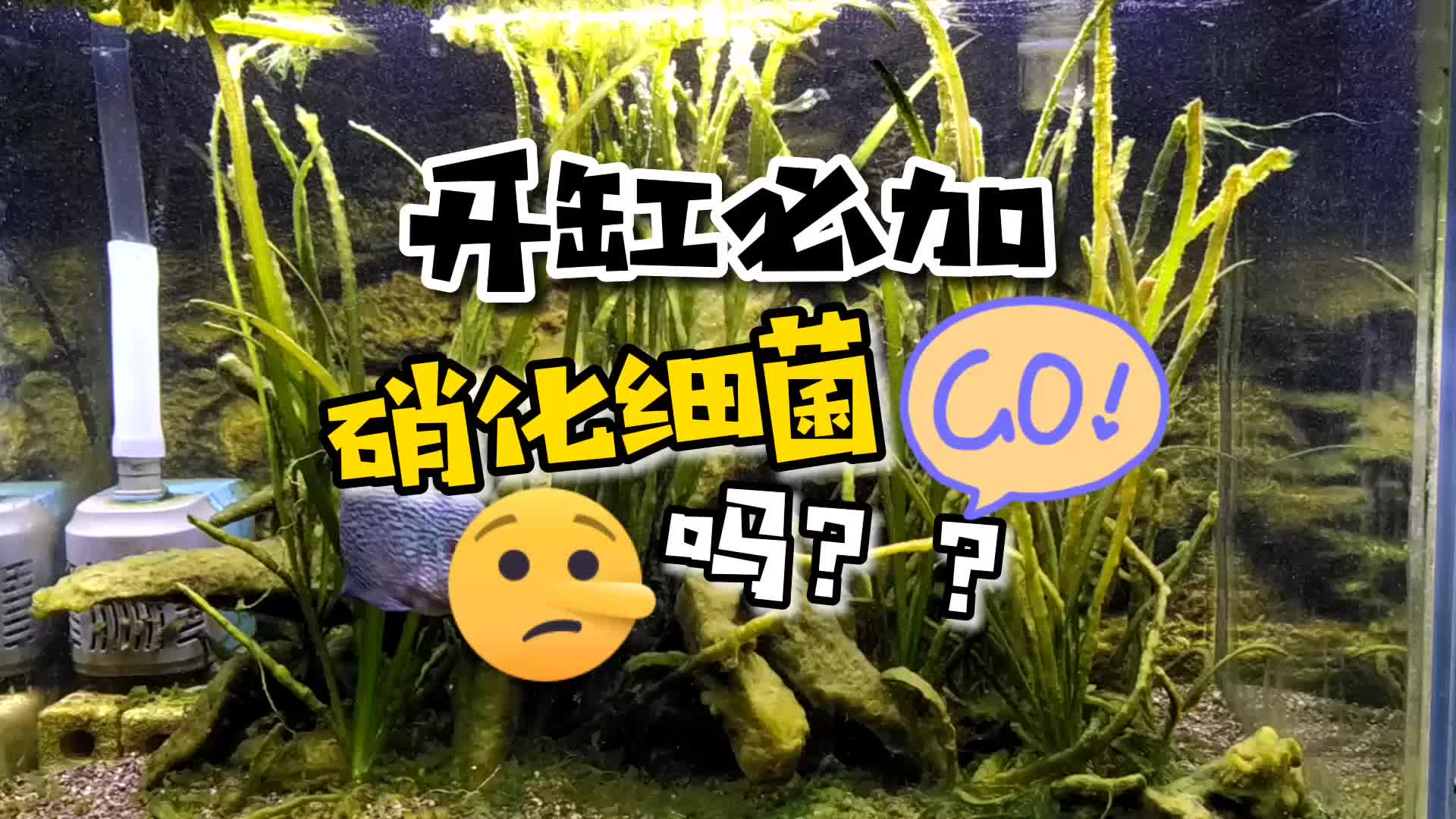 鱼缸开缸要加硝化细菌吗?策划个养鱼实验来告诉大家,实践出真知