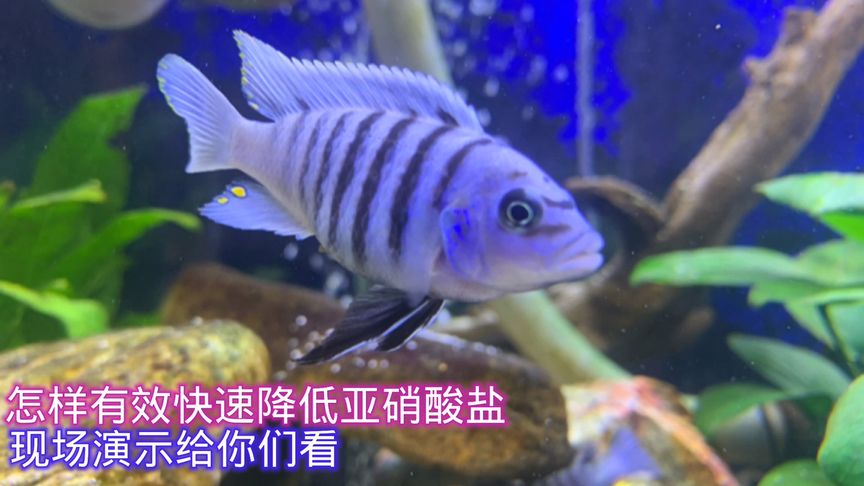 怎样有效快速降低亚硝酸盐,现场演示给你们看