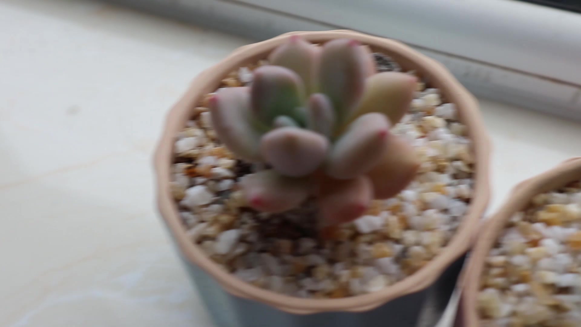 植物观察日记3