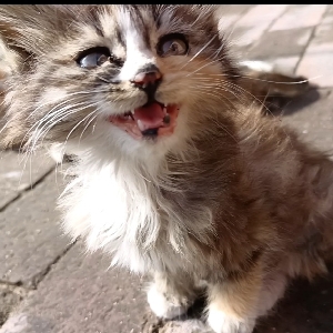 爱猫的英语老师Sarah 