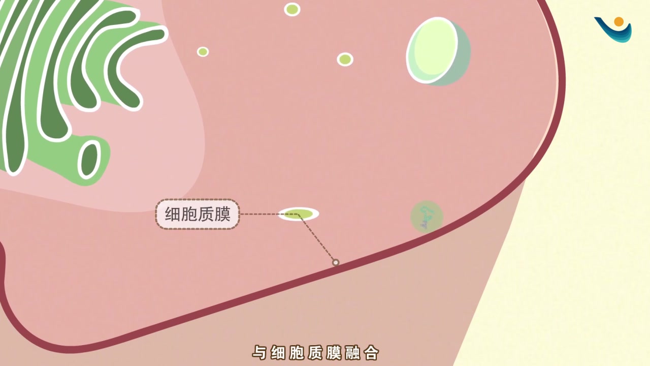 分泌蛋白的合成、运输和释放