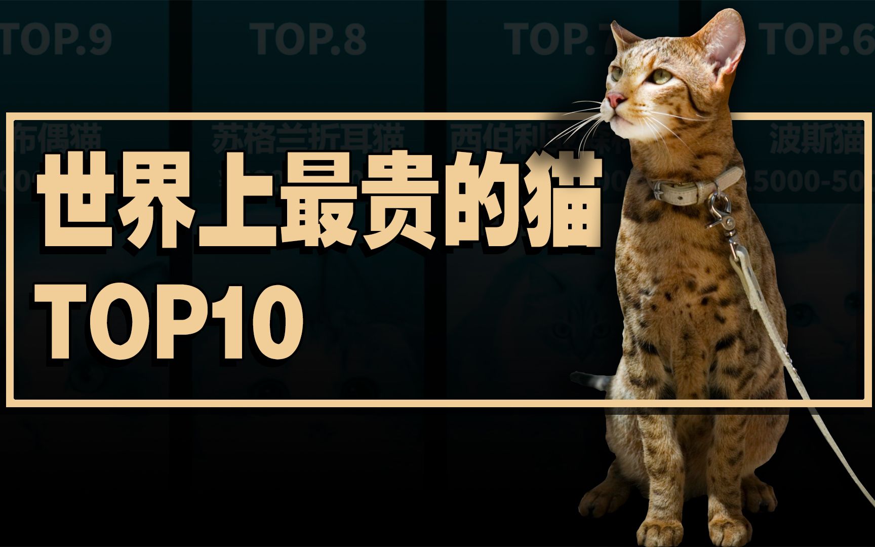 盘点世界上最贵的猫TOP10