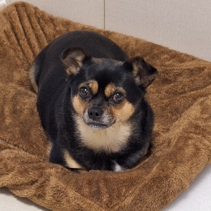 不务正业的阿喵酱26 