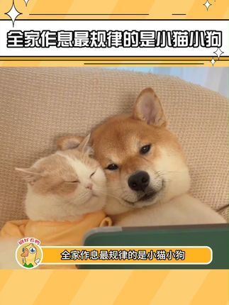 全家作息最规律的是小猫小狗 #睡觉 #宠物 #作息时间