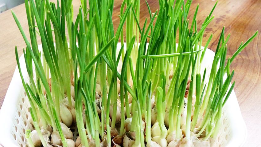水培蒜苗教你在家做,只需记住这2点,家里天天吃不完的新鲜蒜苗