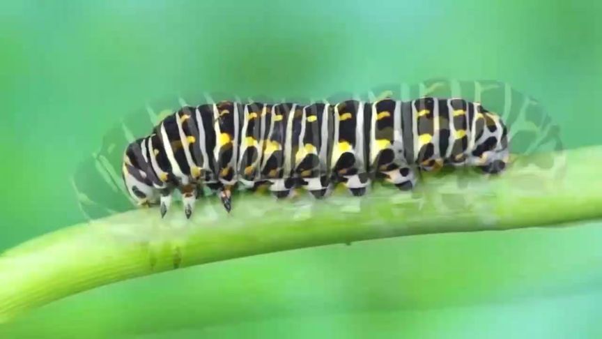 拍摄记录蝴蝶的成长过程:破茧成蝶的那一刻真是太奇妙了