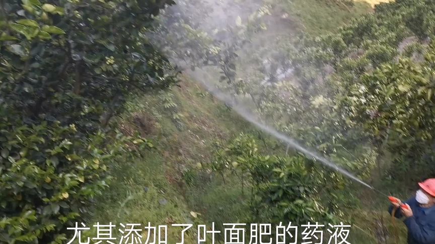 上午9点之前 下午4点以后 ,是喷洒农药最好时段 ,你知道吗 ?