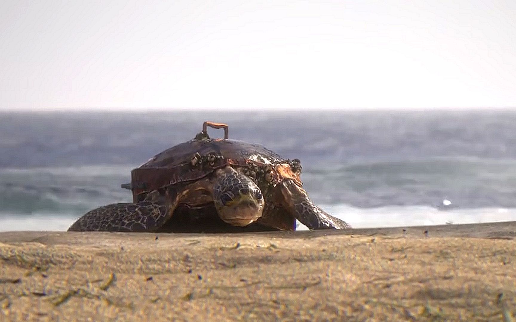 未来世界海洋被污染,海底动物变成了怪物