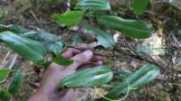这种植物“光叶菝葜”, 您知道它有哪些功能用途吗? 山上很常见的