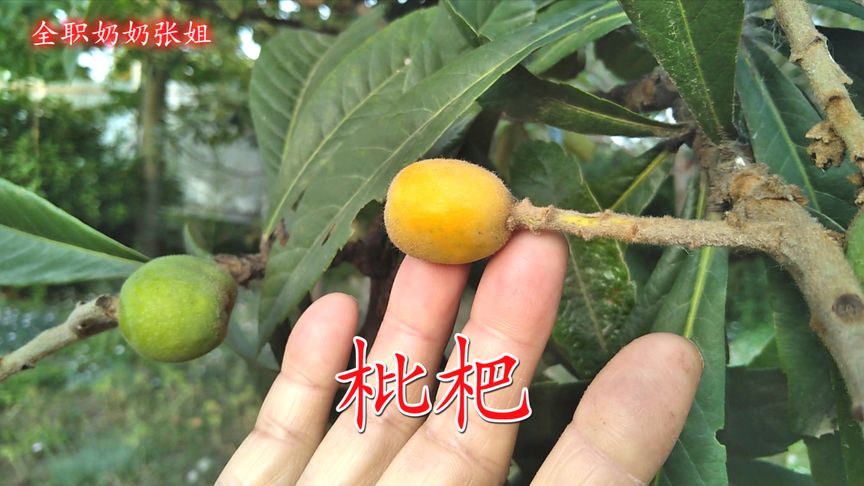 枇杷叶的妙用厉害了,很多人不知道它的好处,一起来了解下