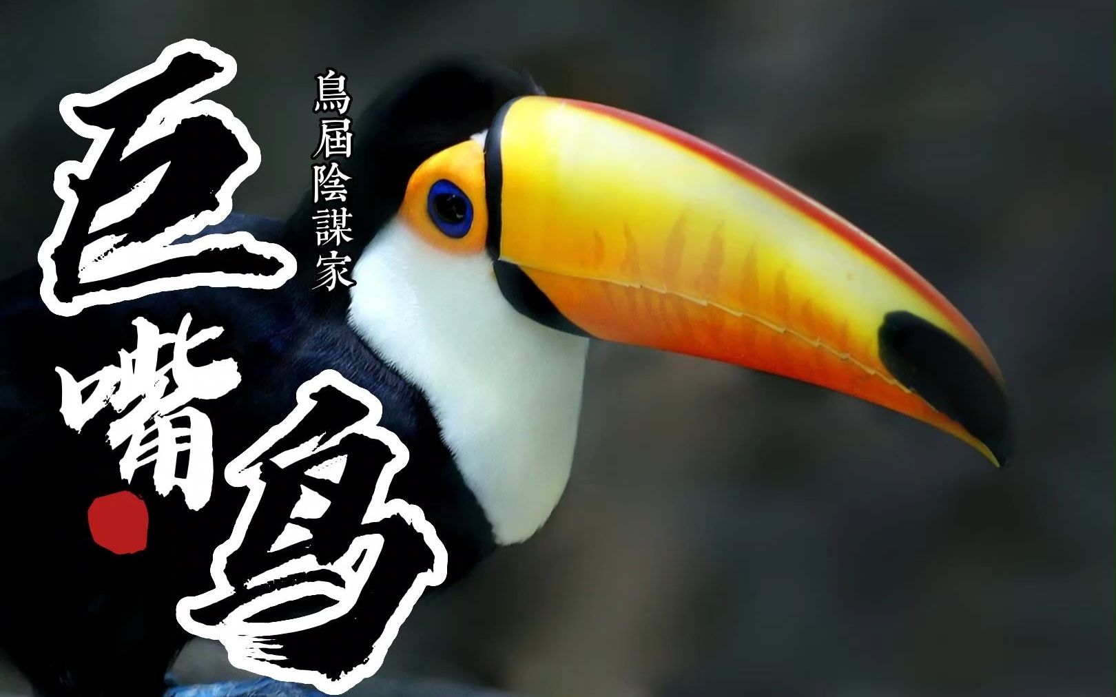 【自然科普】鸟届阴谋家---巨嘴鸟。“多功能超实用大嘴巴~”