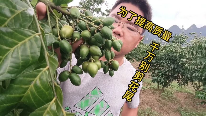 黄皮种植通过剪花尾提高质量并不是什么技术管理,是愚公移山精神