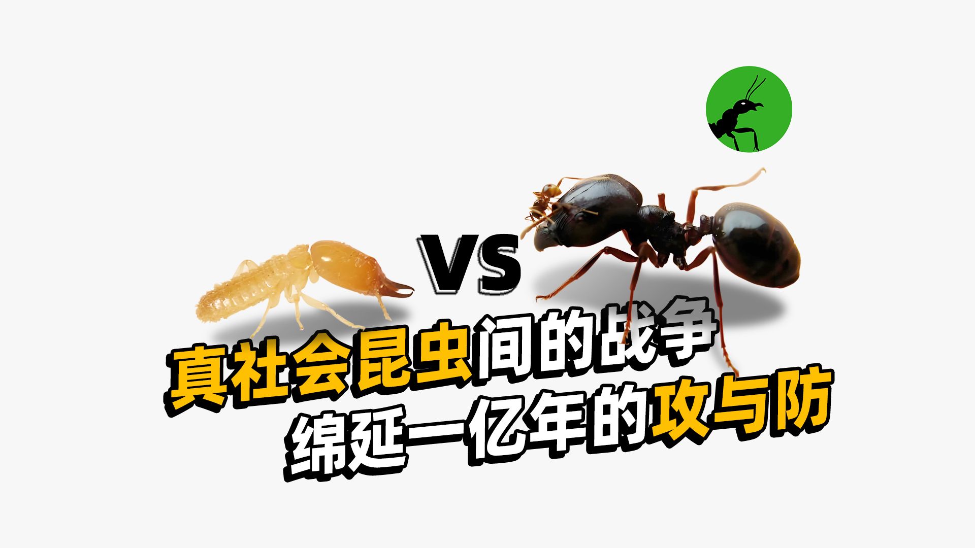 这是两群真社会昆虫间的战争,绵延了一亿年的攻与防