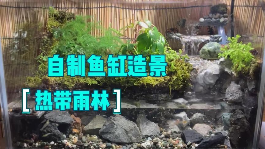 简单的制作一个造景鱼缸,感受一下热带雨林的氛围,这个你喜欢吗