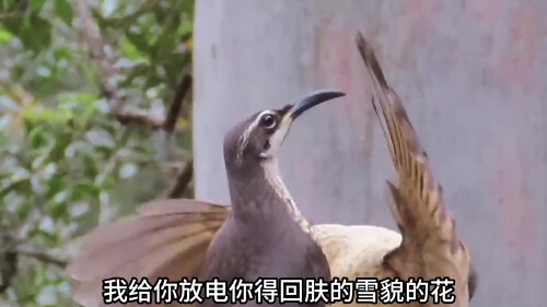 两只鸟相亲!动物搞笑配音神奇的动物在抖音