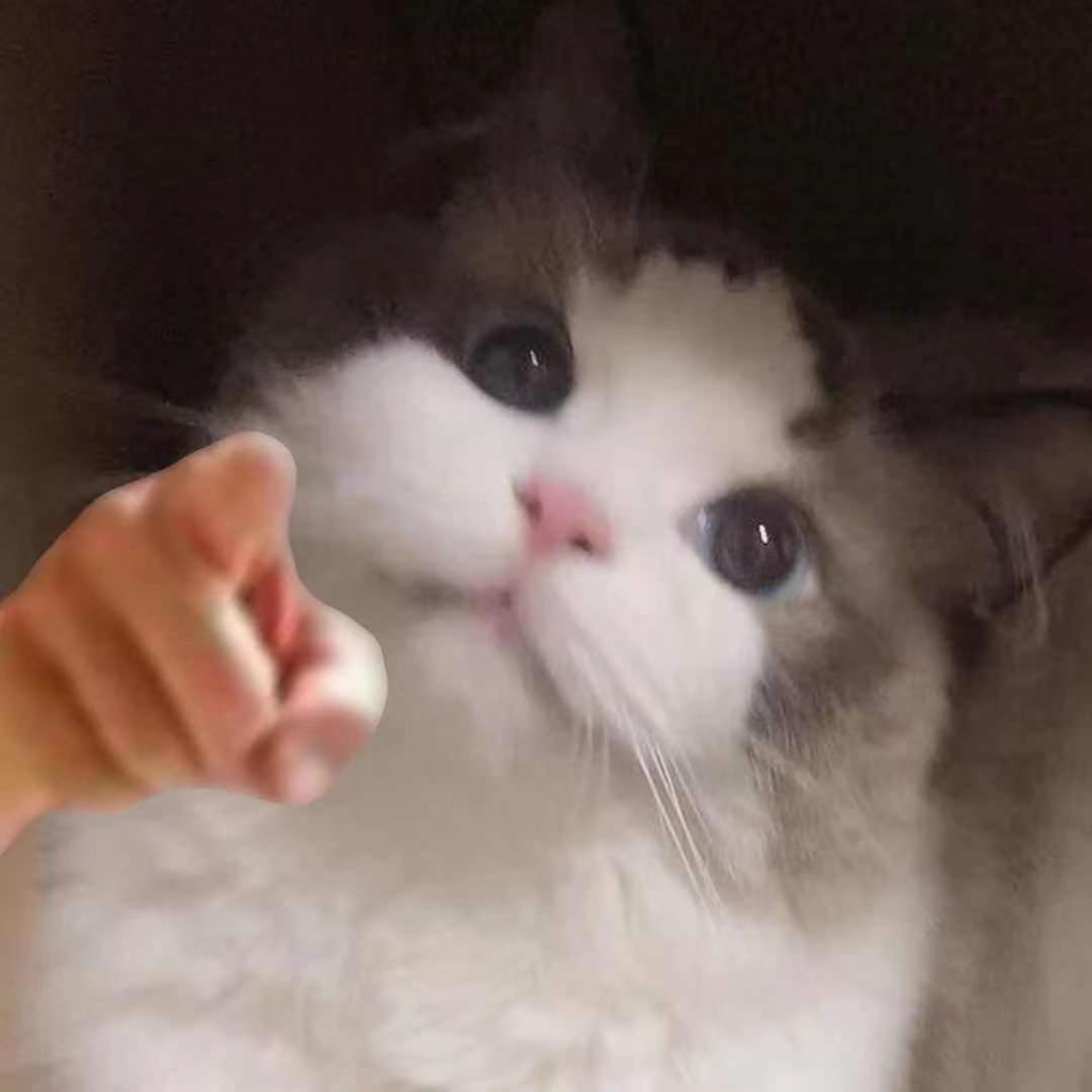 老实憨厚鱼摆 