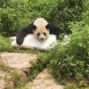 游戏老渣男 