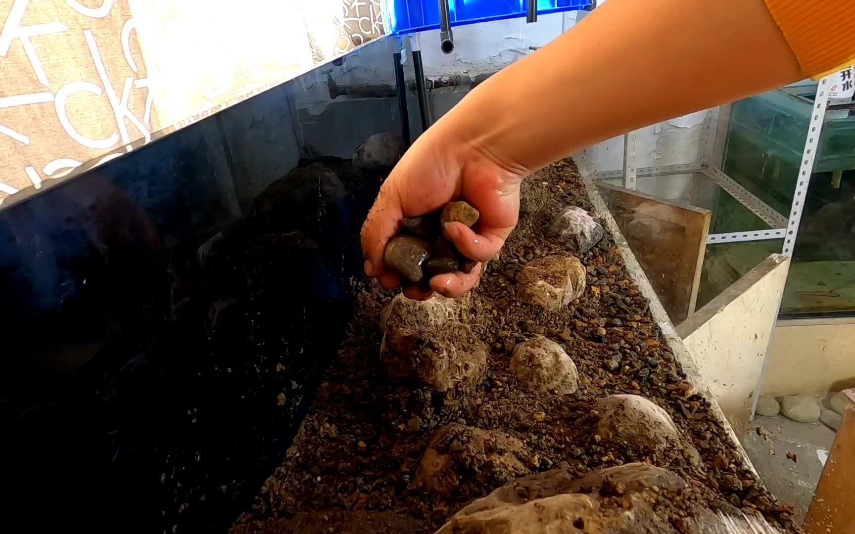 一米七矮缸造景,相比小鱼缸来说,大鱼缸随便摆放就能成景