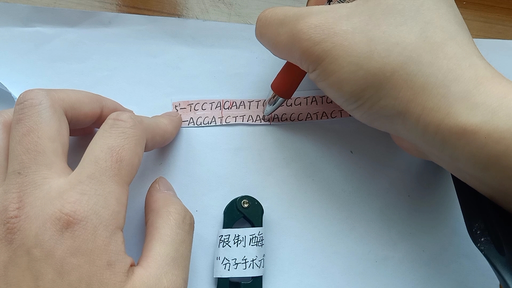 高中生物选择性必修三 基因工程 重组DNA分子