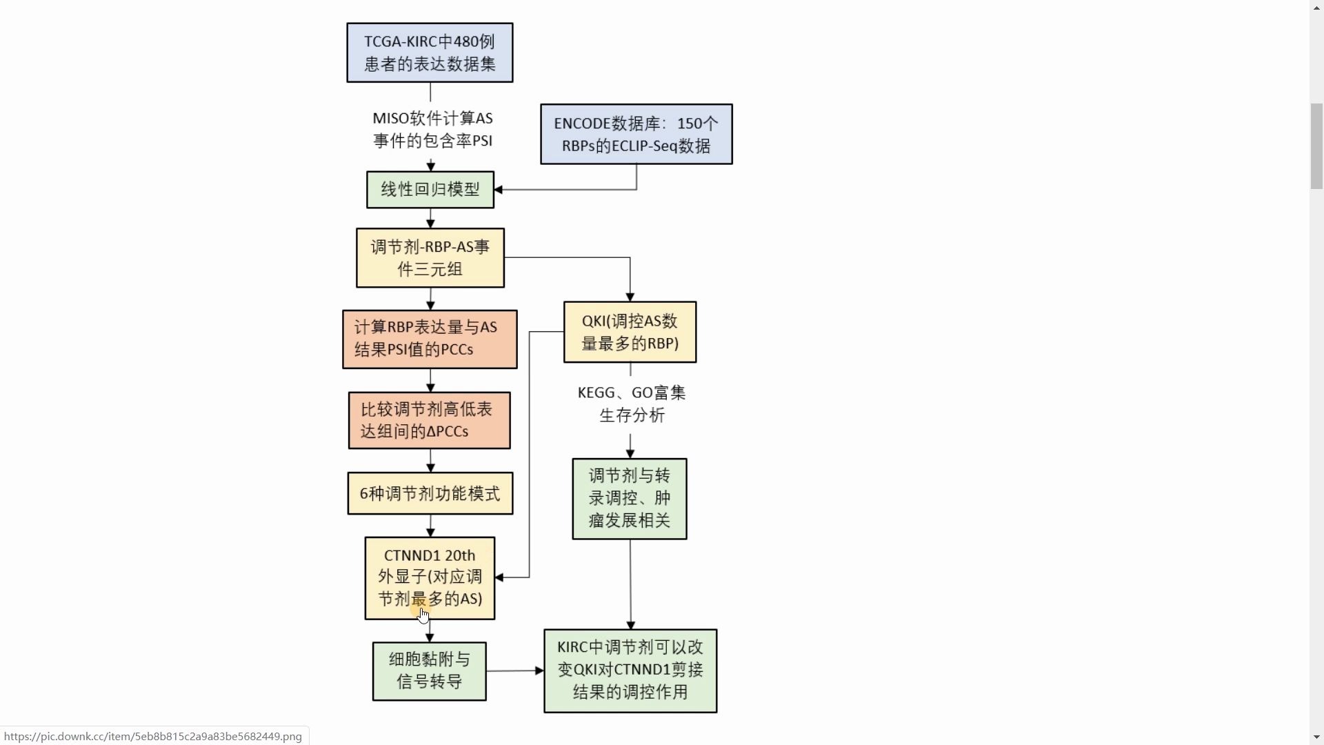 这篇3分文章教你做可变剪接的新思路