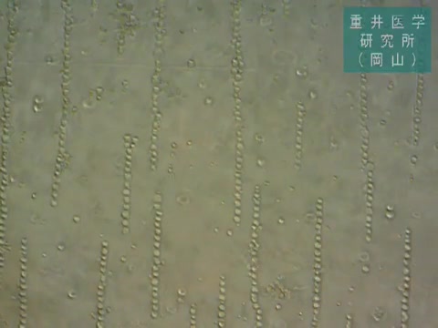 电细胞融合