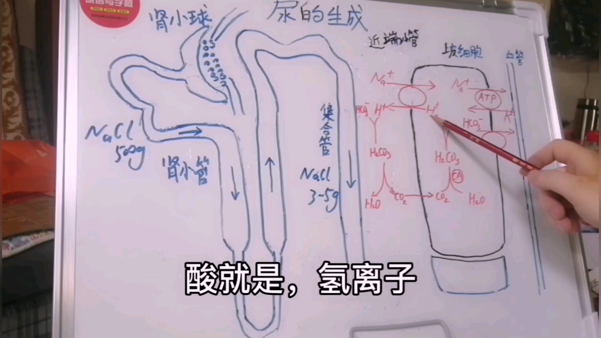 生理,肾小管如何排酸保碱,如何分泌氨和氨根离子?