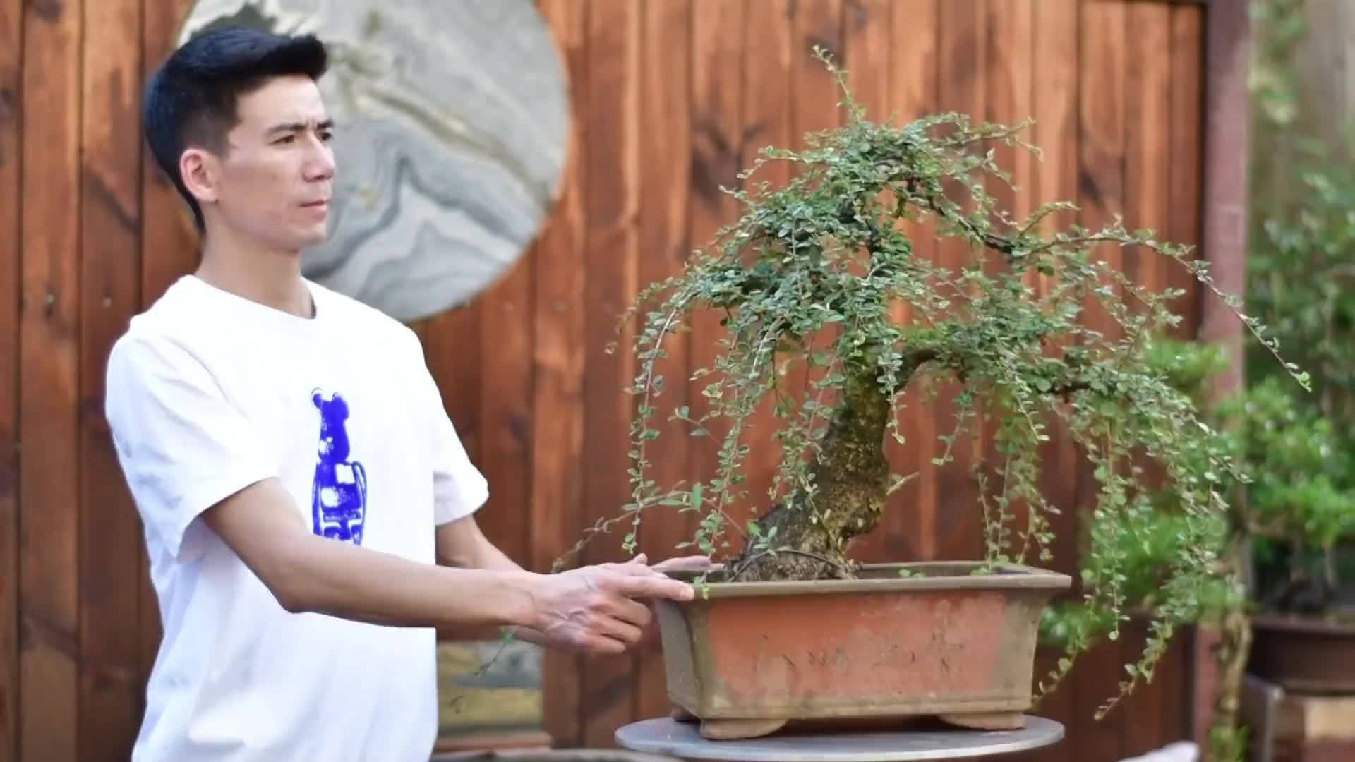 珍珠栒子疯狂生长的秘密