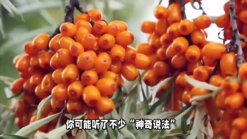吞药麻烦?一杯沙棘原浆搞定!这5大惊人功效让你相见恨晚