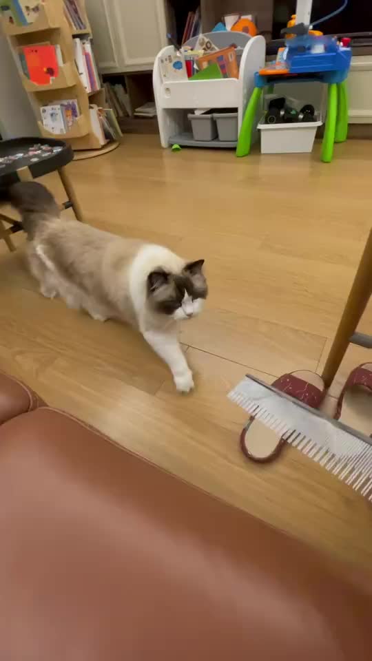 ...布偶猫的介绍,其中一条记忆犹新,说布偶猫相对其他品种,掉毛非常少。
