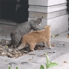 我不是很呆 