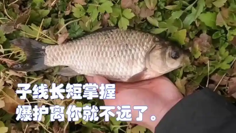 子线长短,需掌握,爆护离你就不远了