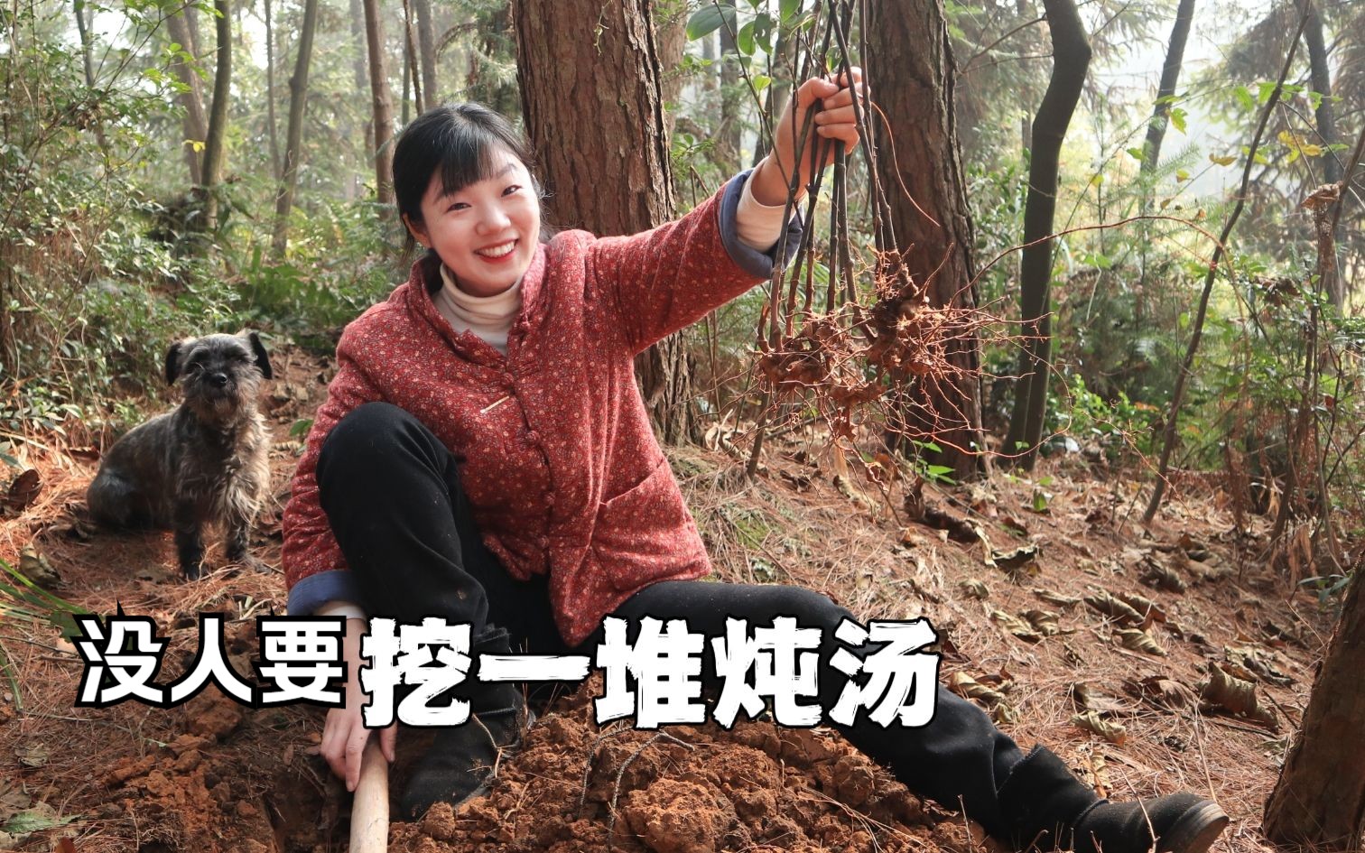 都说金刚藤全身珍贵,怎么我们这里片山都是,挖一堆炖一锅汤