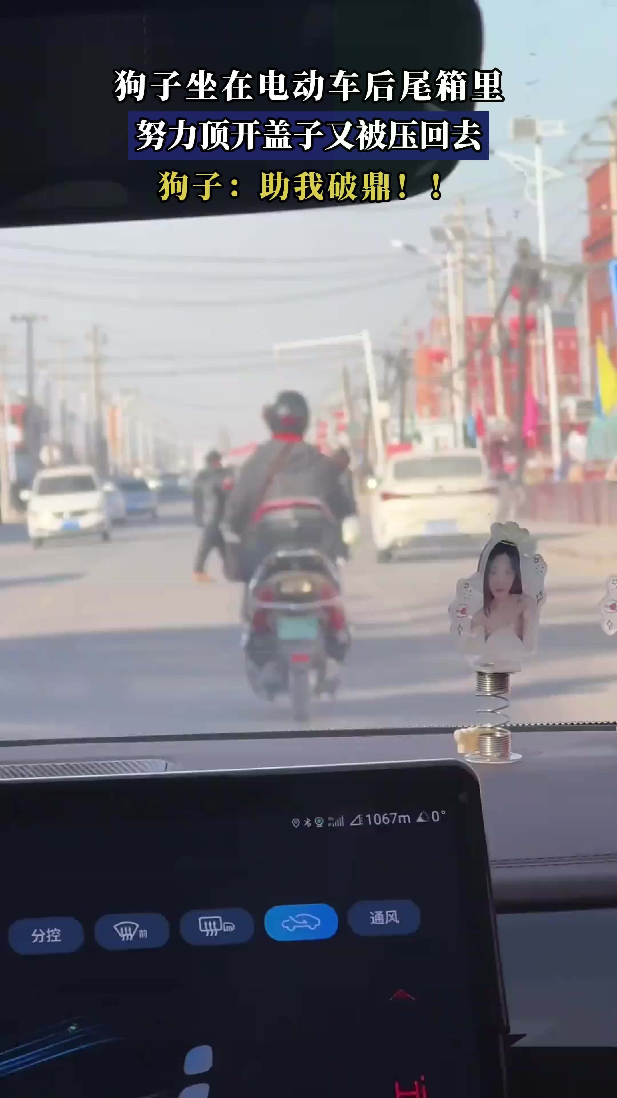 狗子坐在电动车后尾箱里,努力顶开盖子又被压回去