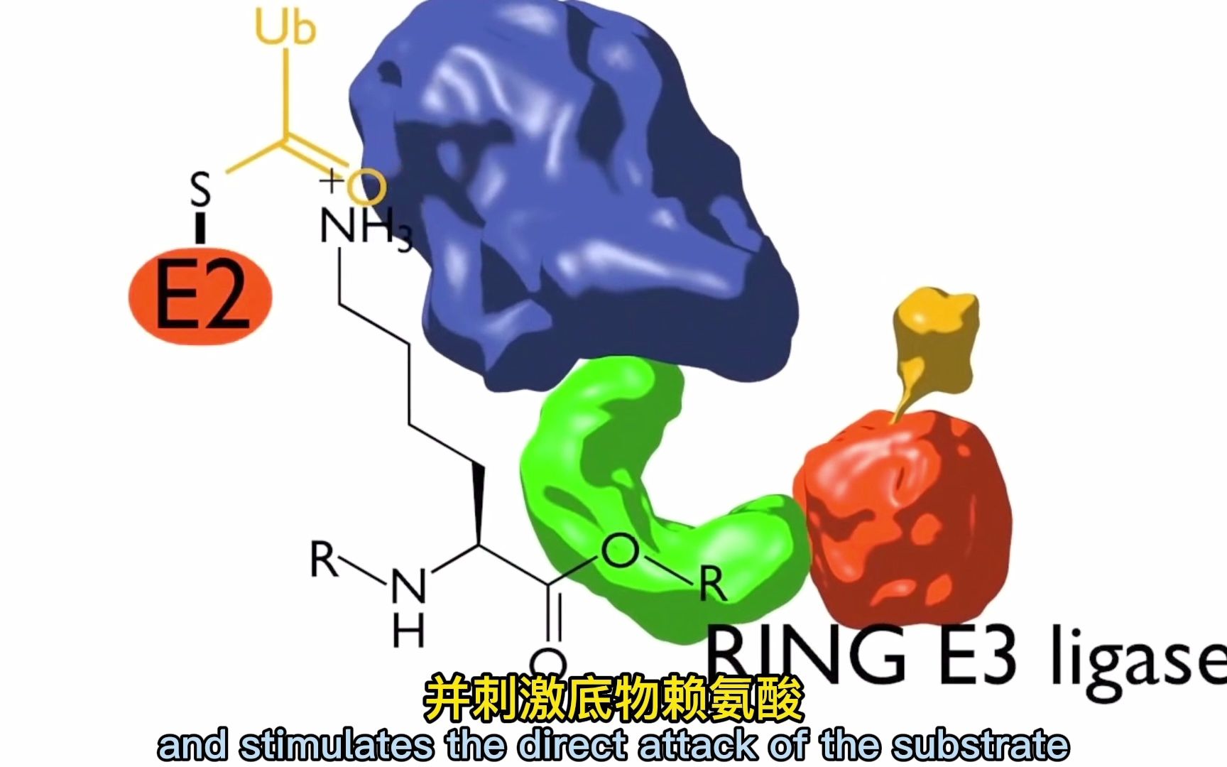 泛素以及泛素化的过程是怎样形成的?
