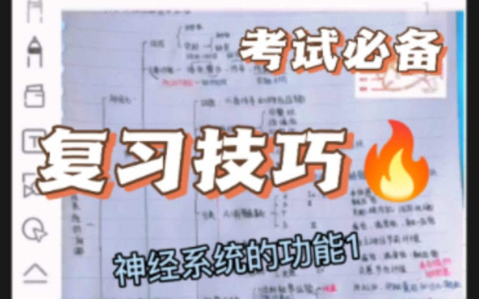 生理第十章神经系统的功能1