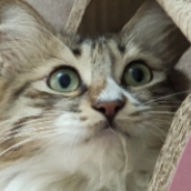 快乐肥猪王 