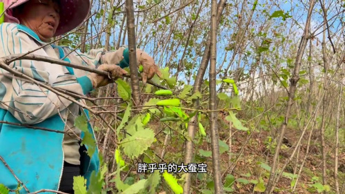 山里养的蚕树叶不够吃,无奈只能舍弃一些,整筐的蚕都免费送人